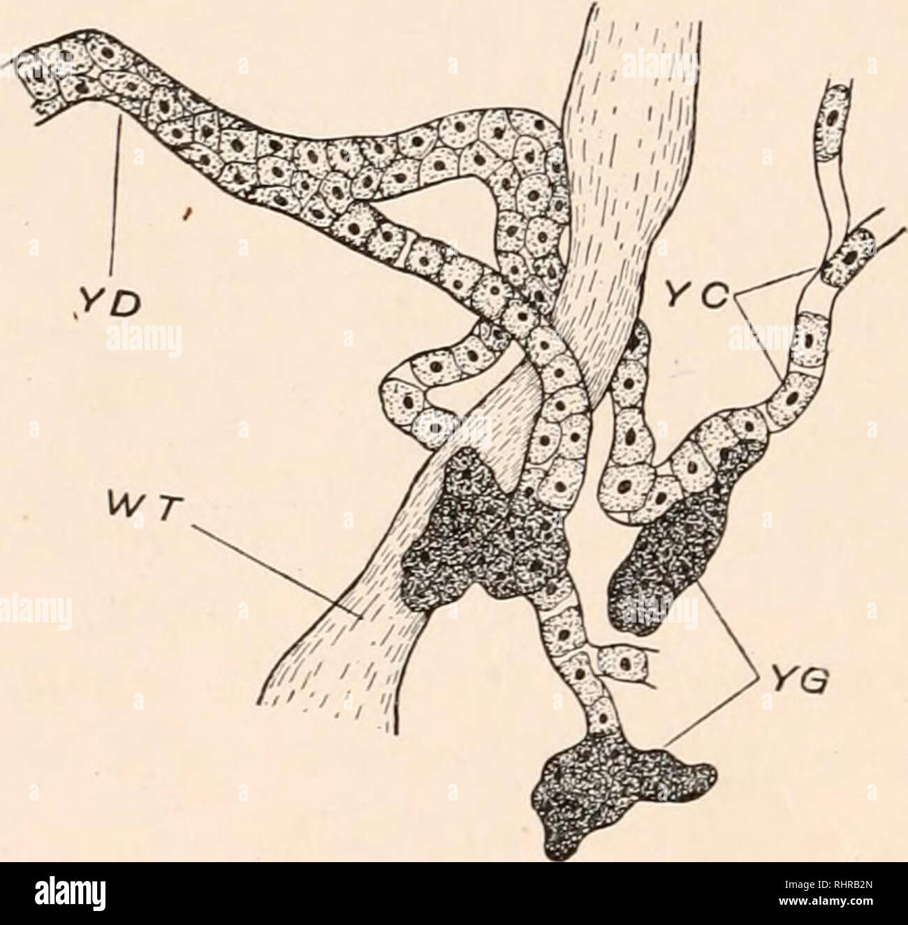 . The Biological bulletin. Biology; Zoology; Biology; Marine Biology ...