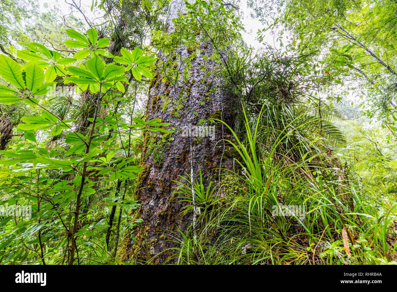 Kauri trees at the North Island of New Zealand Stock Photo - Alamy
