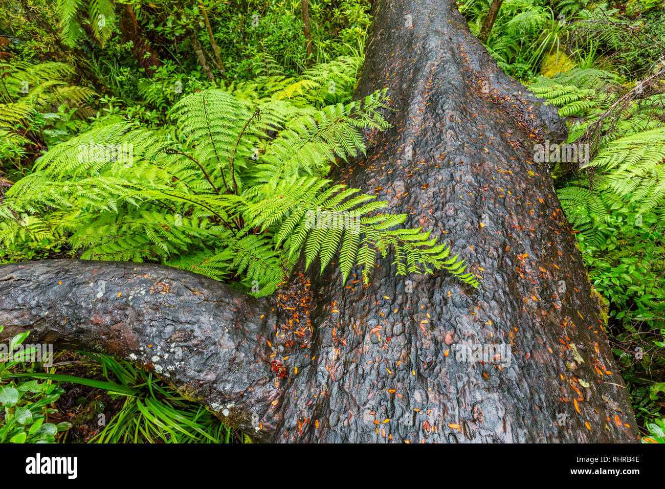 Kauri trees at the North Island of New Zealand Stock Photo - Alamy