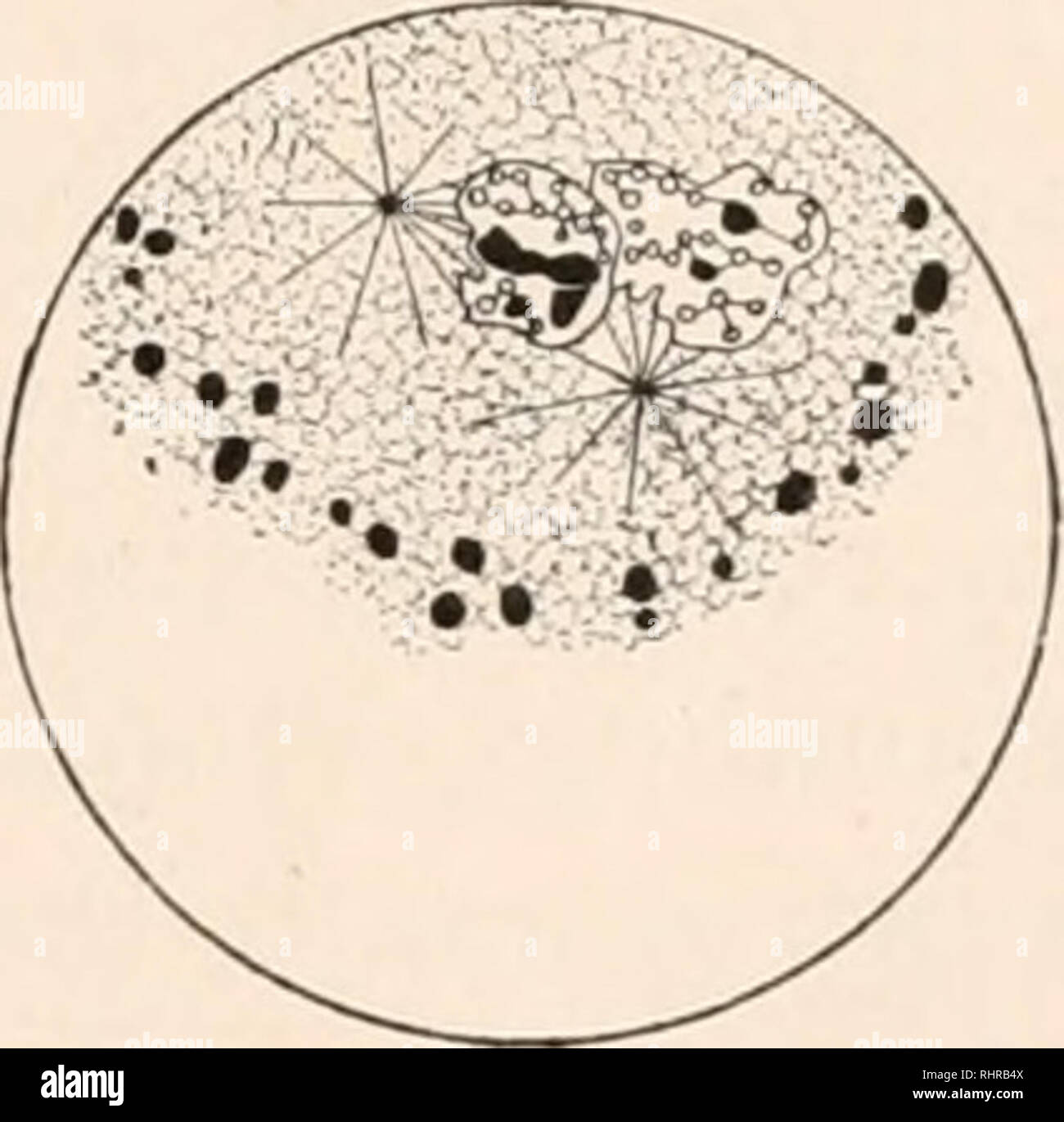 . The Biological bulletin. Biology; Zoology; Biology; Marine Biology ...