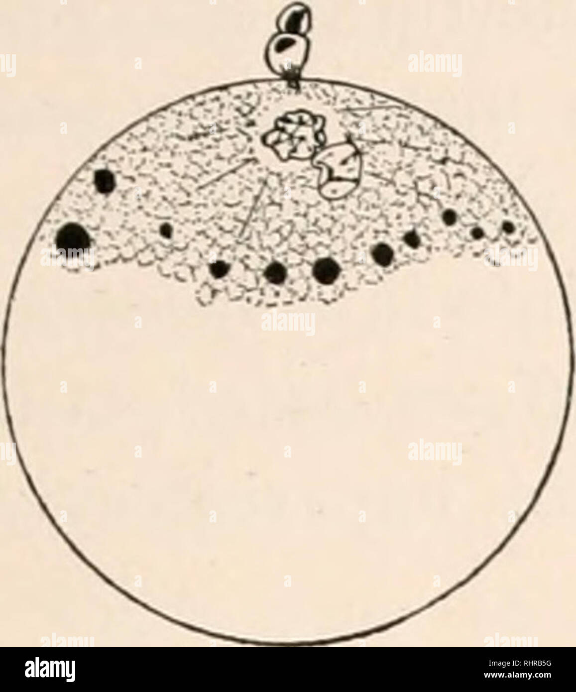 Female pronucleus hi-res stock photography and images - Alamy