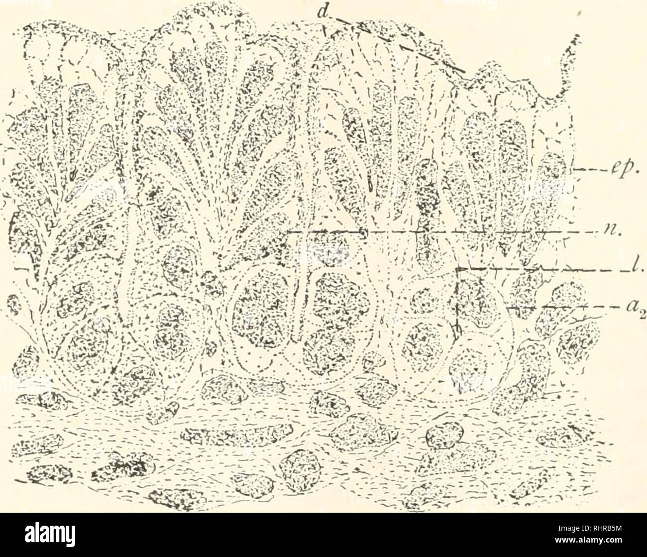 . The Biological bulletin. Biology; Zoology; Biology; Marine Biology ...