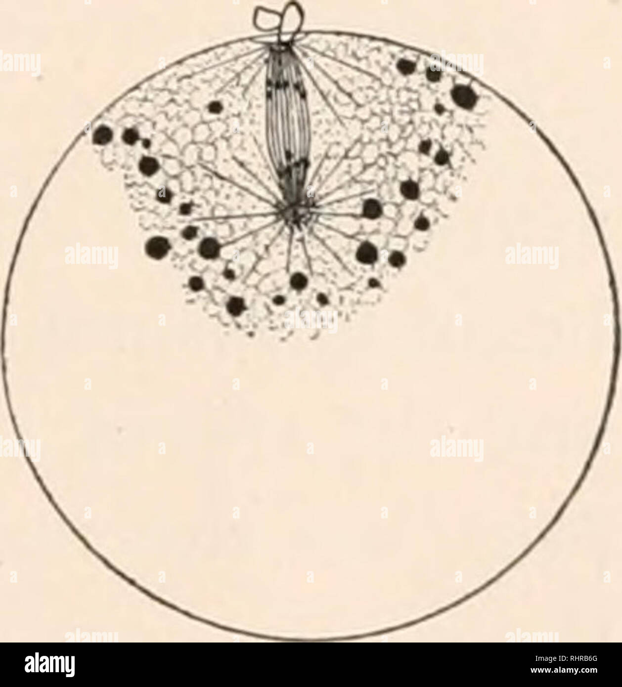 Female pronucleus hi-res stock photography and images - Alamy