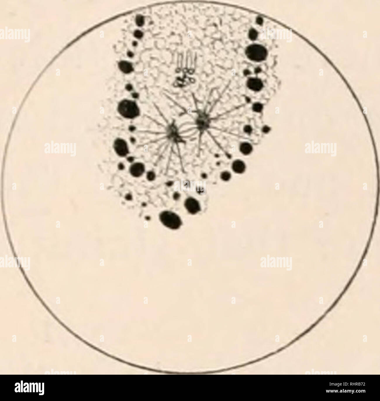 Prophase stage hi-res stock photography and images - Alamy