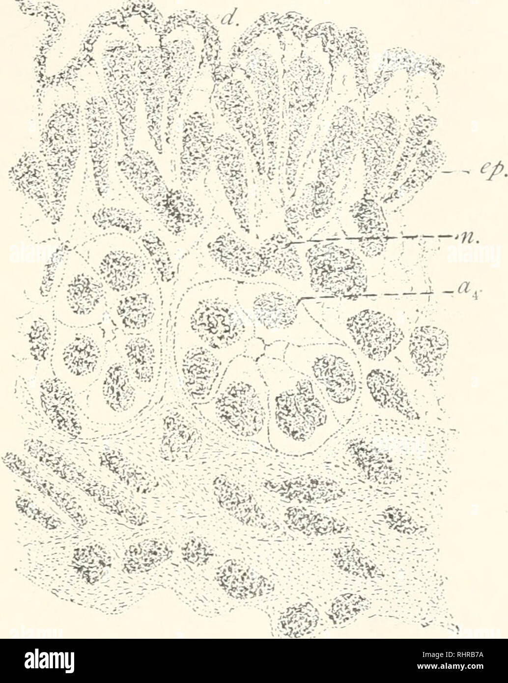 . The Biological bulletin. Biology; Zoology; Biology; Marine Biology ...
