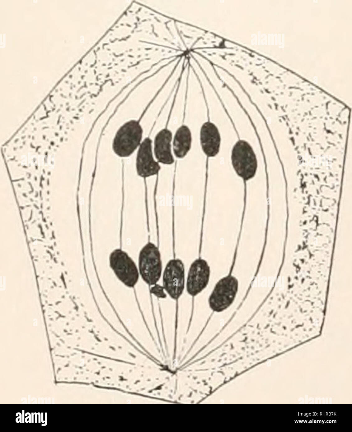 . The Biological bulletin. Biology; Zoology; Biology; Marine Biology ...