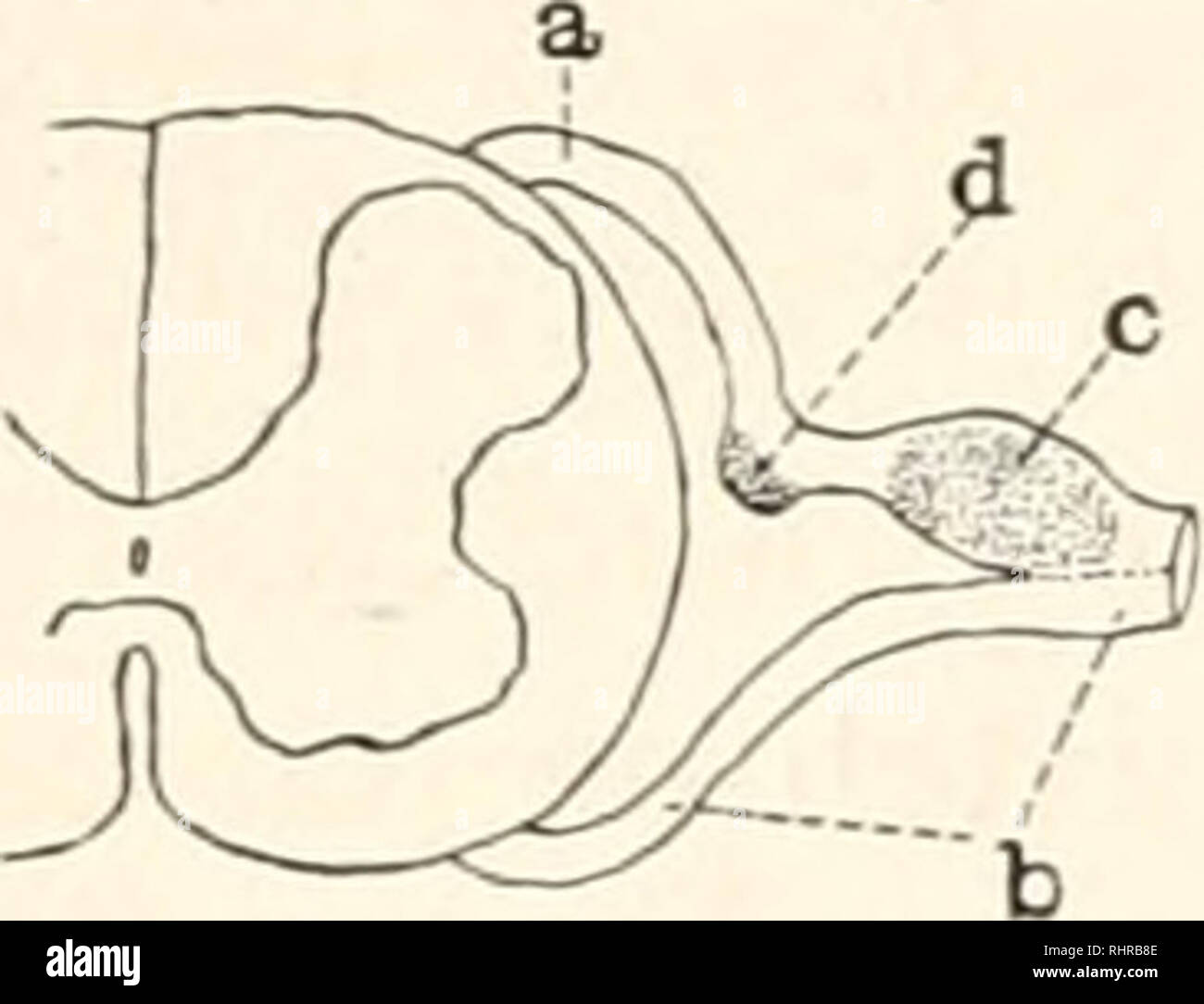 . The Biological bulletin. Biology; Zoology; Biology; Marine Biology ...