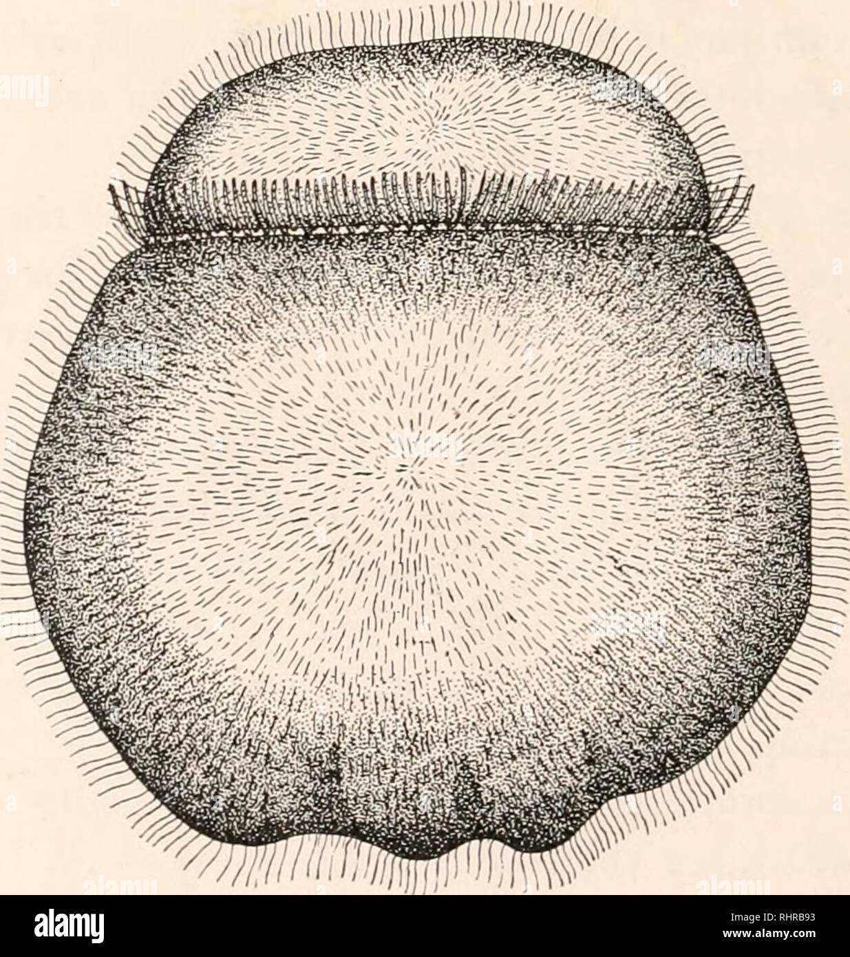 . The Biological bulletin. Biology; Zoology; Biology; Marine Biology ...