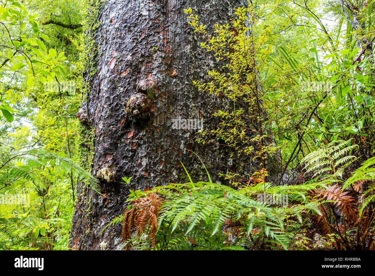 Kauri trees at the North Island of New Zealand Stock Photo - Alamy