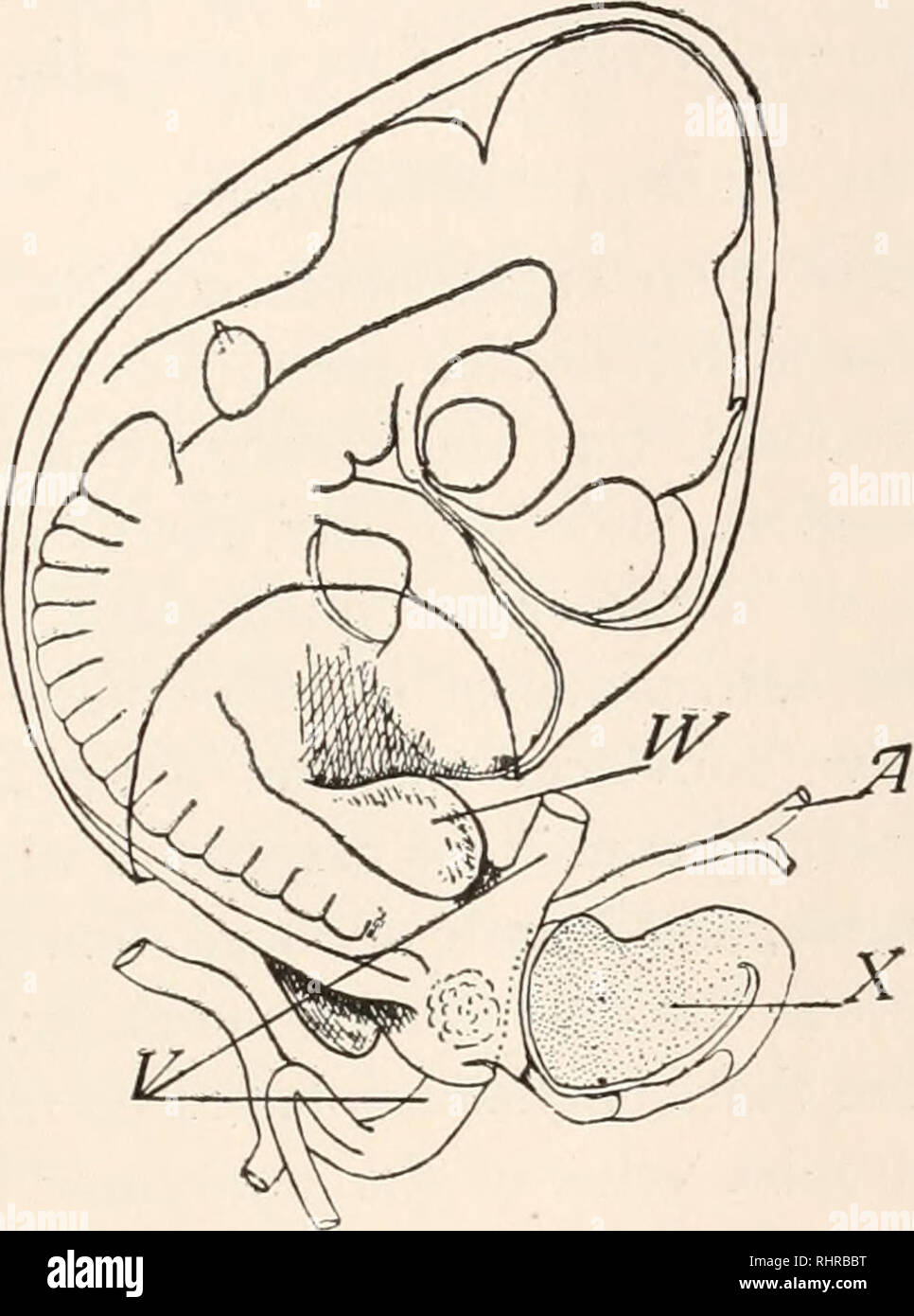 Vitelline arteries hi-res stock photography and images - Alamy