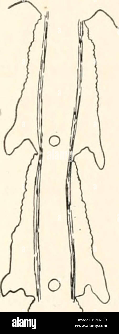 Proglottid hi-res stock photography and images - Alamy