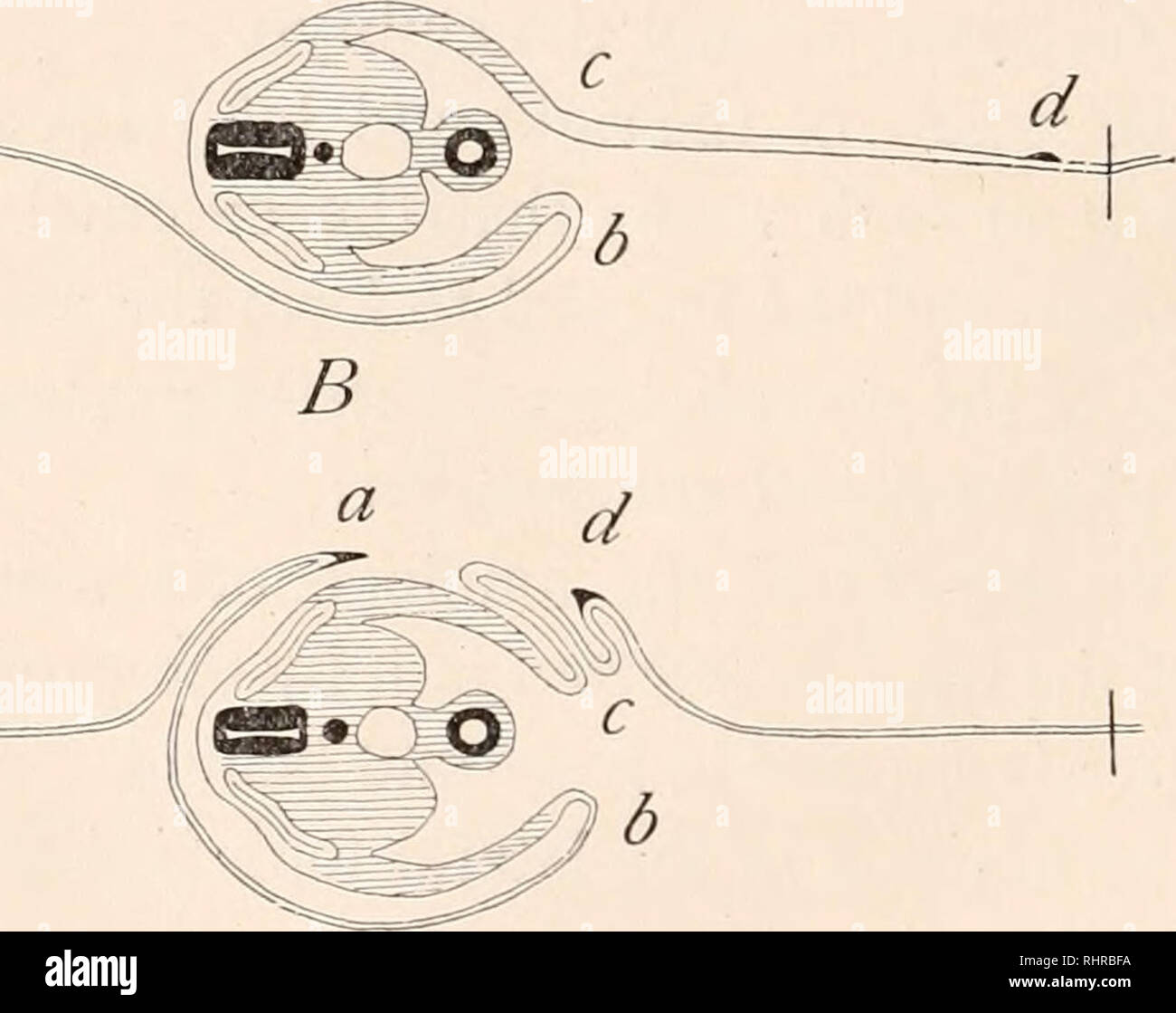 . The Biological bulletin. Biology; Zoology; Biology; Marine Biology ...