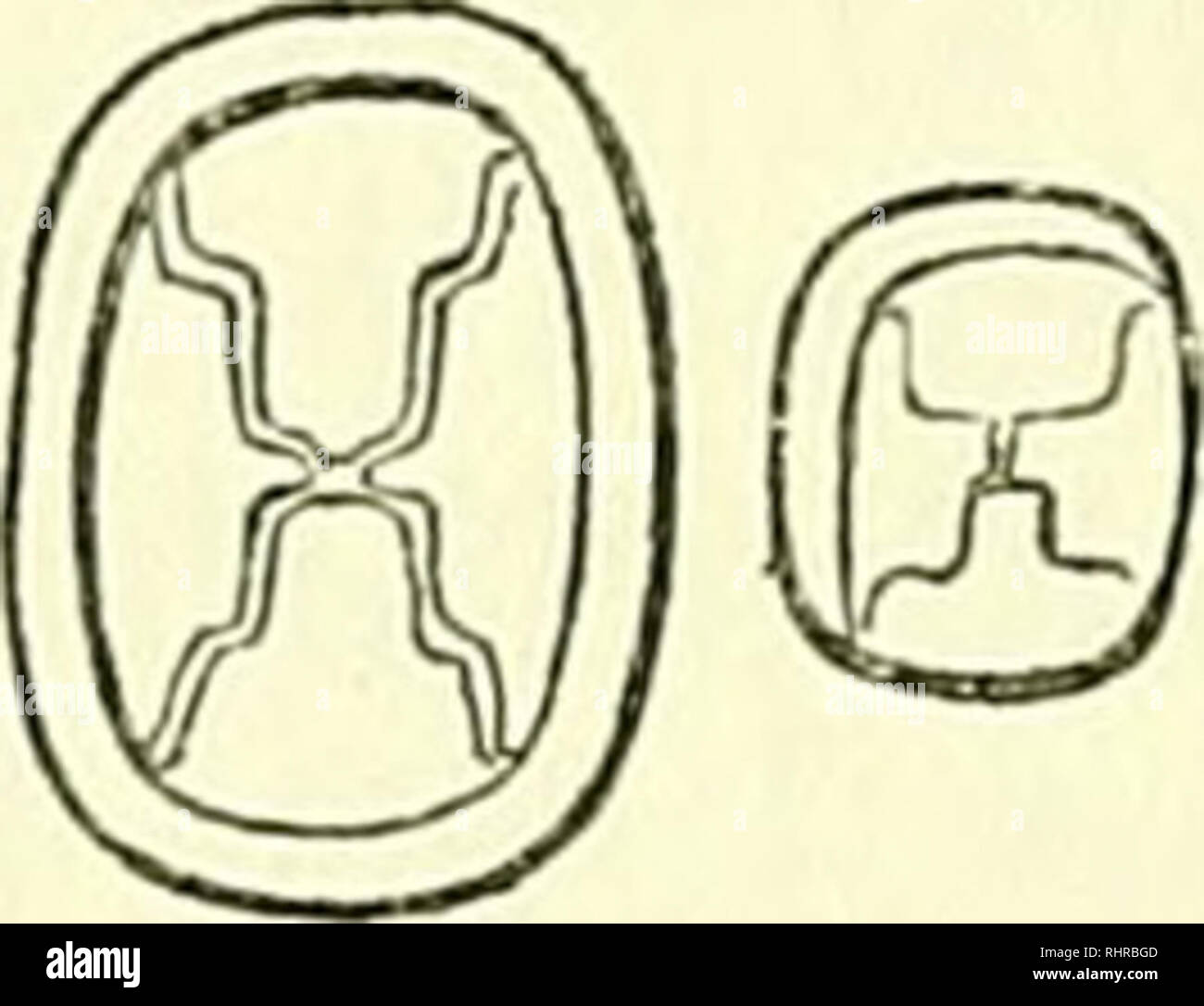 Cursive head hi-res stock photography and images - Alamy