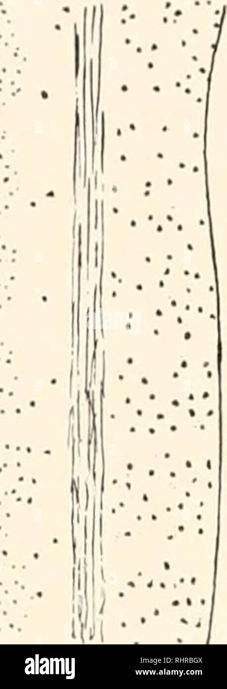 Proglottids hi-res stock photography and images - Alamy