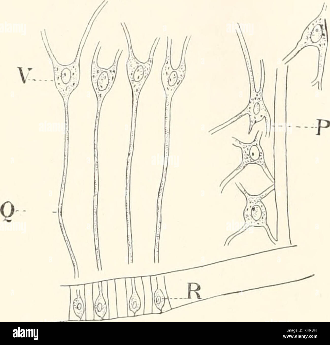 . The Biological bulletin. Biology; Zoology; Biology; Marine Biology ...