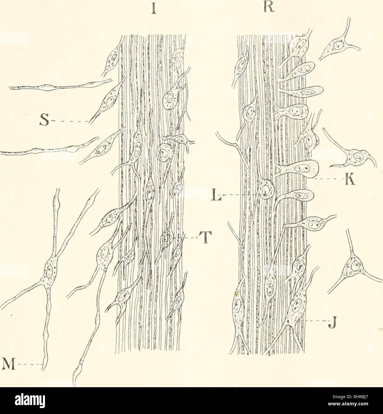 The glands band hi-res stock photography and images - Alamy