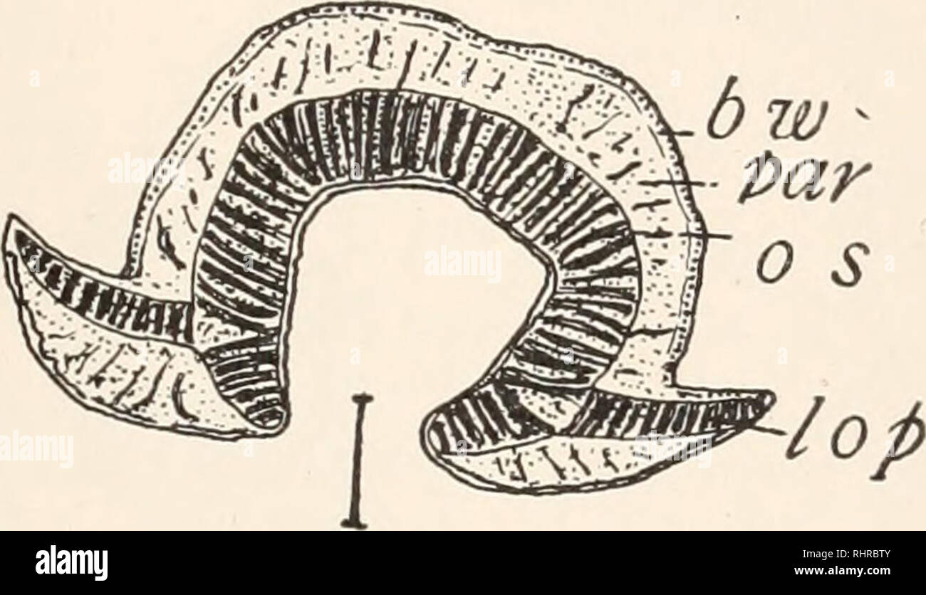 . The Biological bulletin. Biology; Zoology; Biology; Marine Biology ...