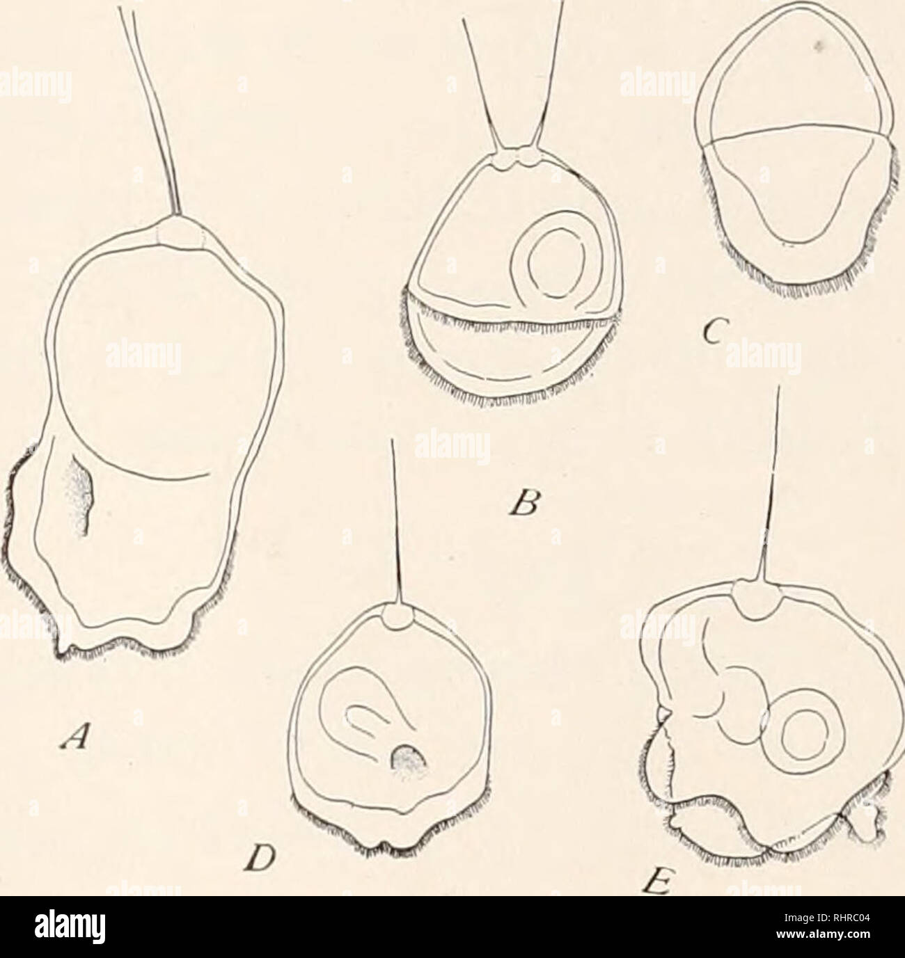 Cerebratulus hi-res stock photography and images - Alamy