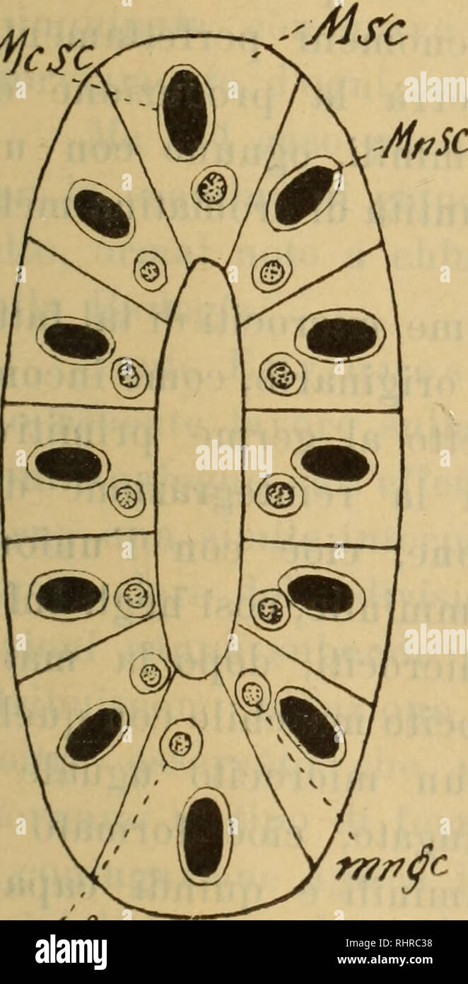 Cellula somatica hi-res stock photography and images - Alamy