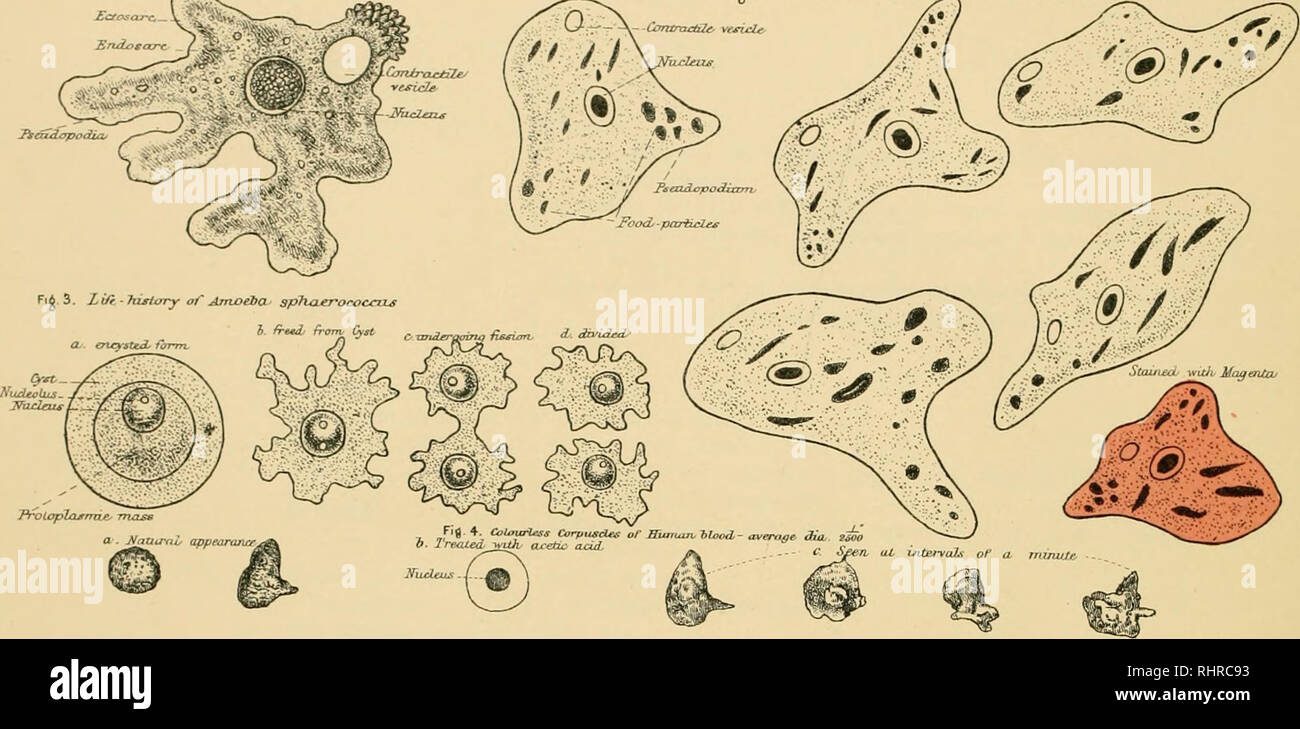 amoeba practical drawing