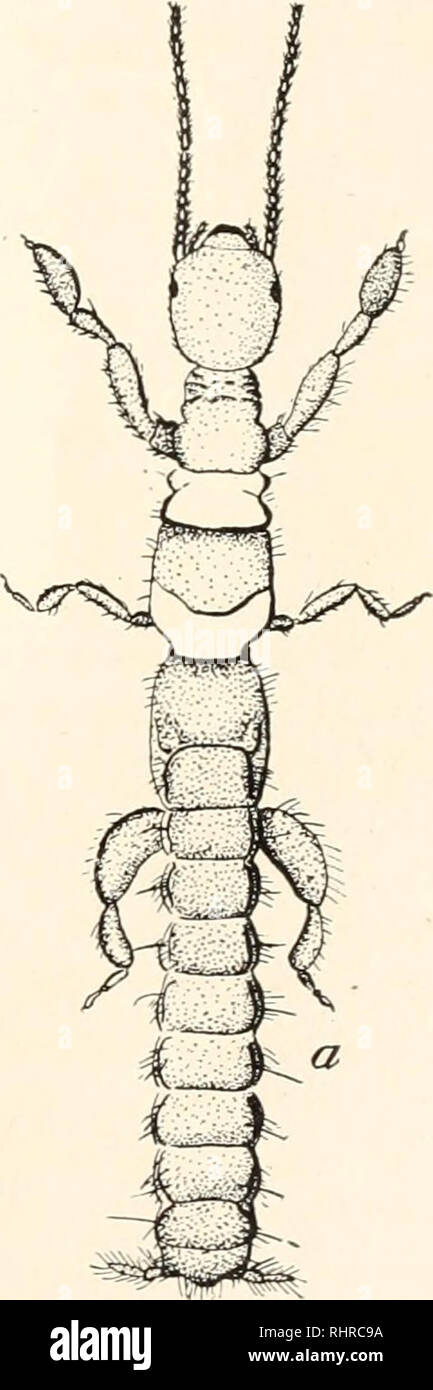 Maxillary galeae hi-res stock photography and images - Alamy