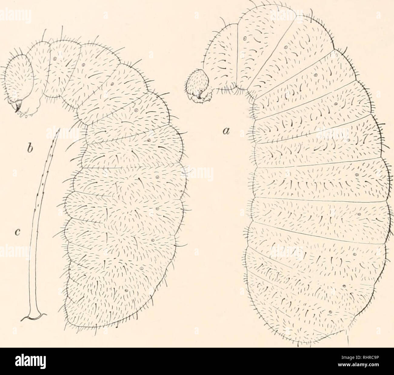 . The Biological bulletin. Biology; Zoology; Biology; Marine Biology ...