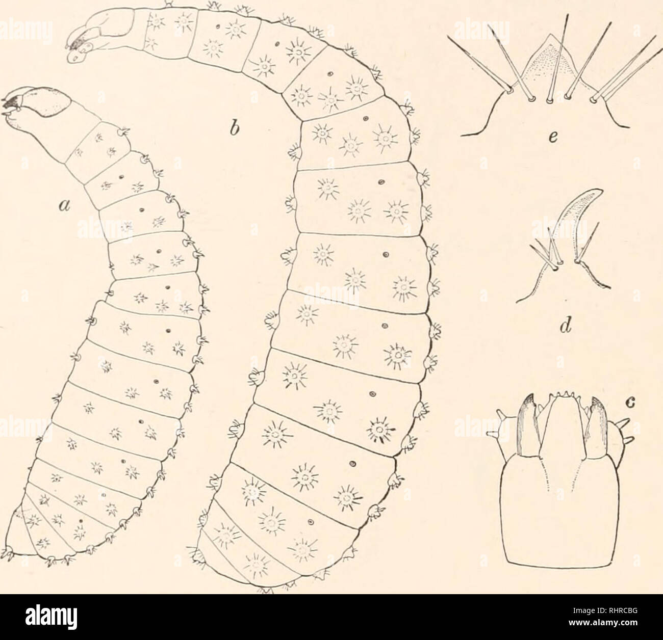 . The Biological bulletin. Biology; Zoology; Biology; Marine Biology ...