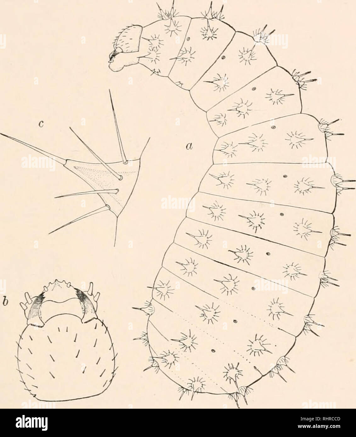Odontomachus haematodes hi-res stock photography and images - Alamy