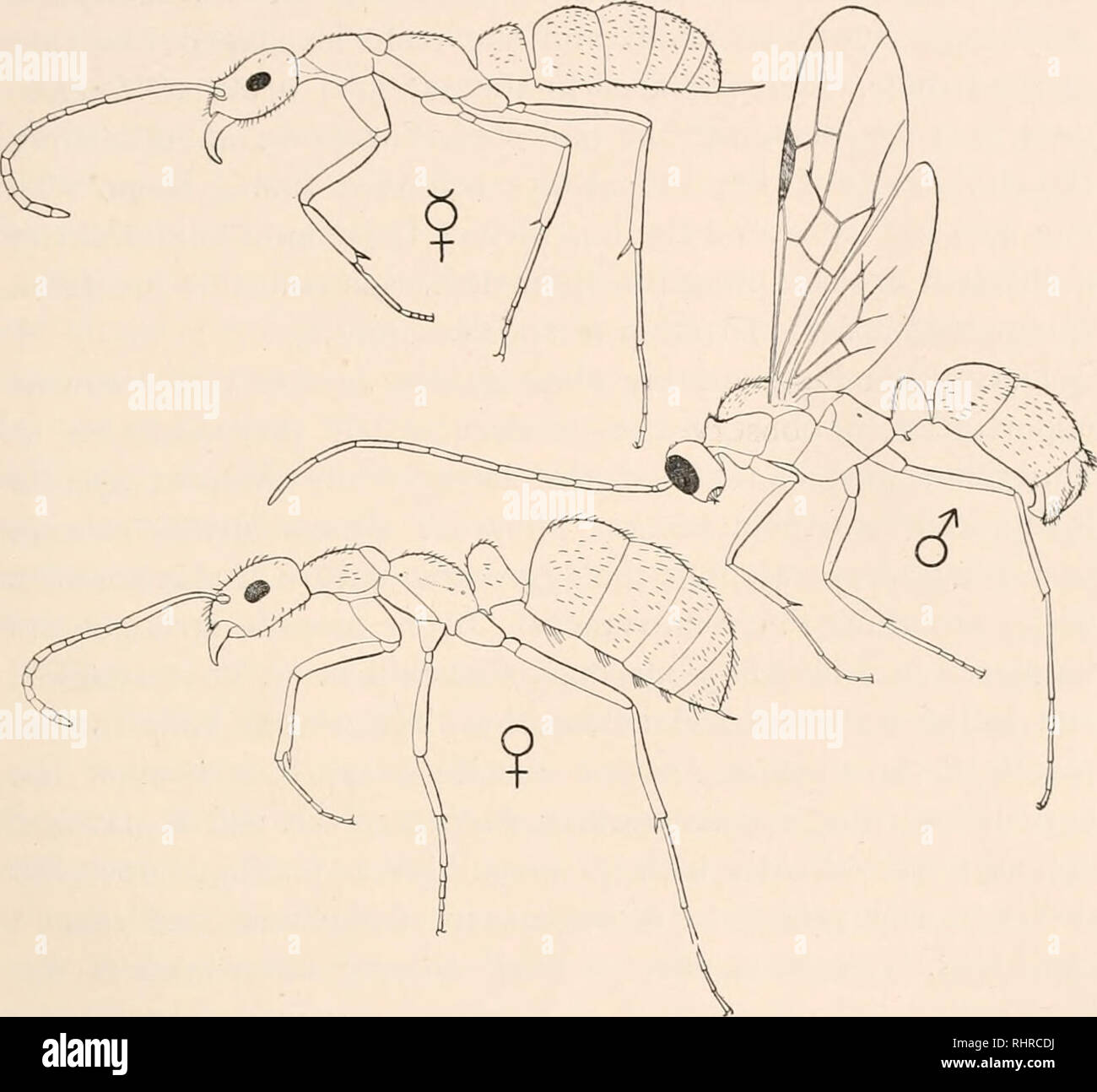 Female ant eggs hi-res stock photography and images - Alamy