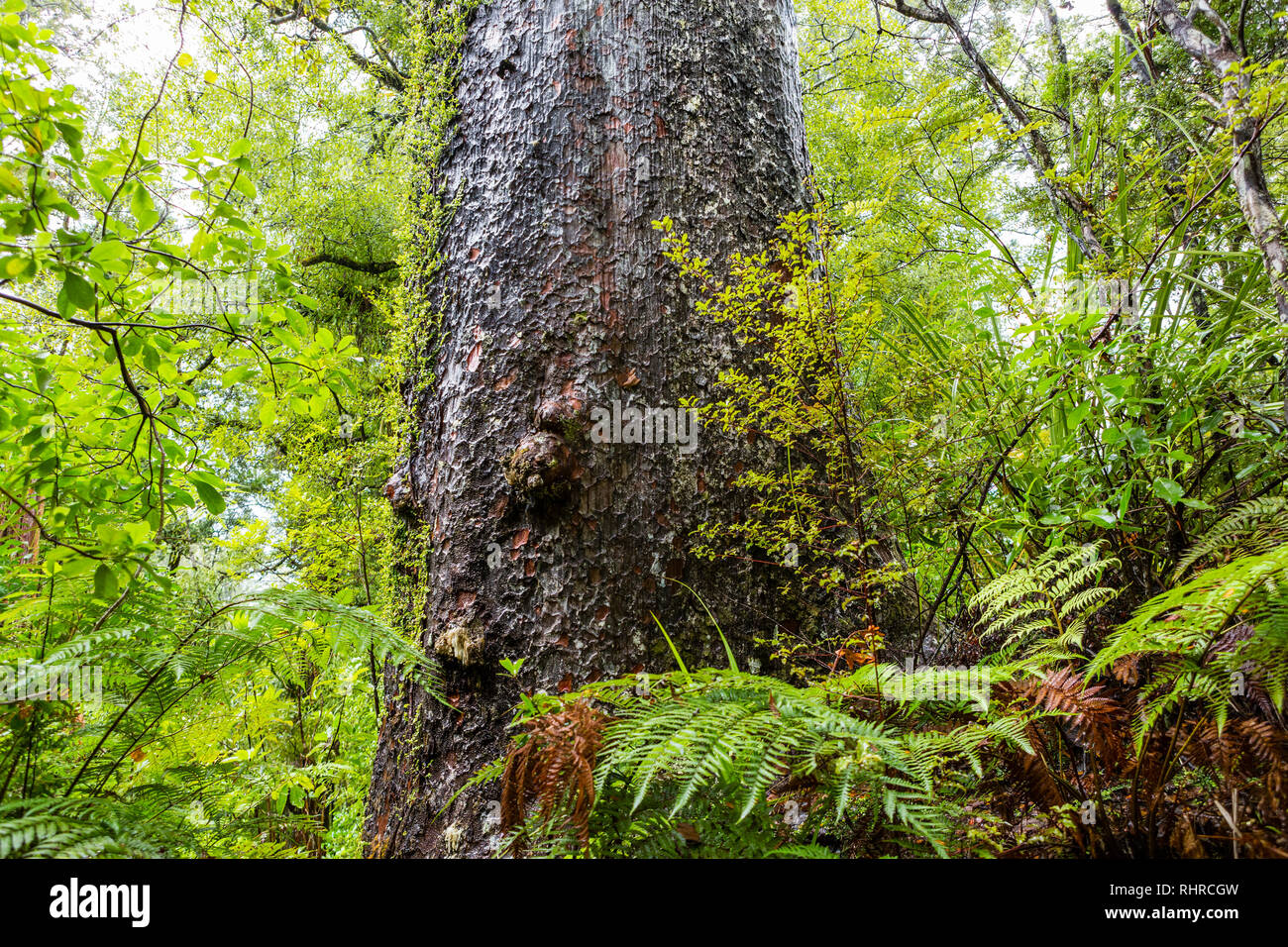 Kauri trees hi-res stock photography and images - Alamy