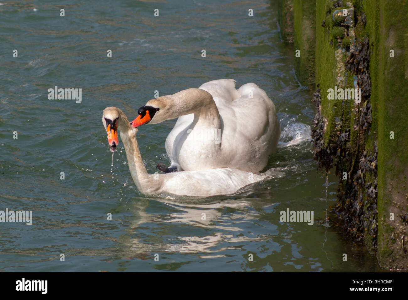 Male swans fighting hi-res stock photography and images - Alamy