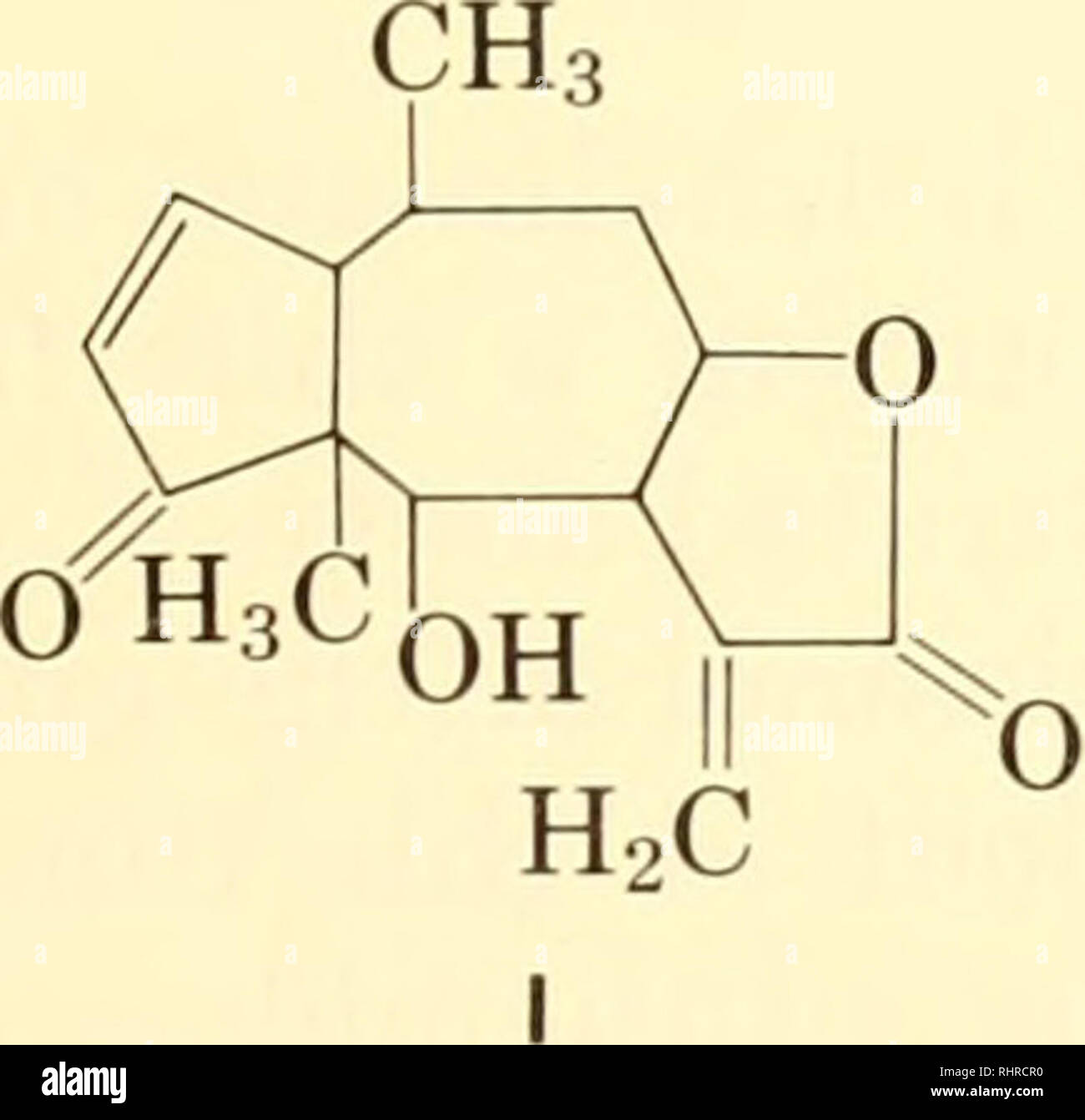 Helenieae tribe hi-res stock photography and images - Alamy