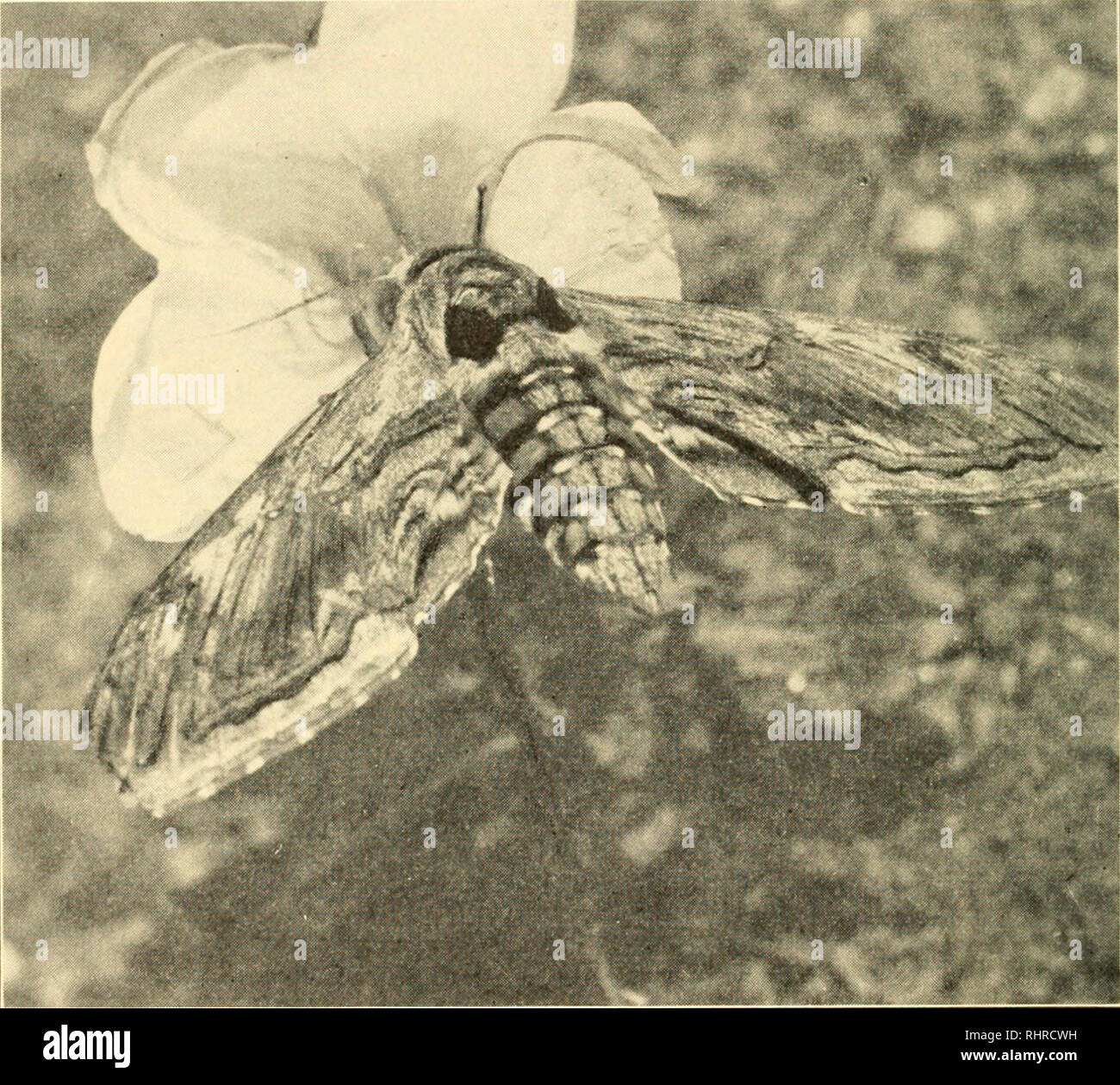 Haw Moth High Resolution Stock Photography and Images - Alamy