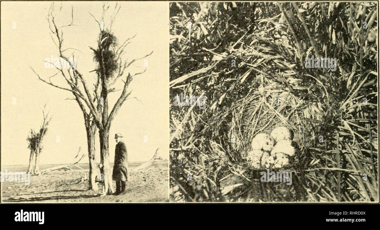 Types of wolves hi-res stock photography and images - Alamy