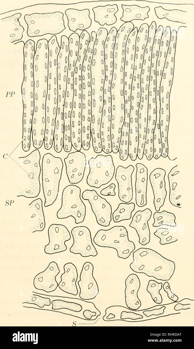 Unlabeled Cross Section Of A Leaf