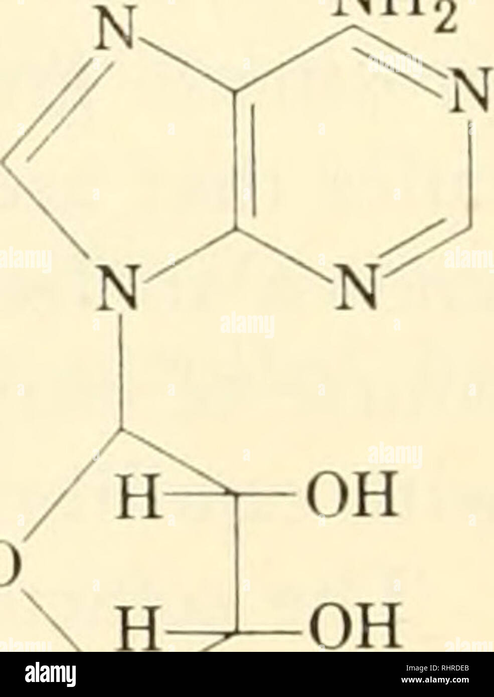 . Biochemistry of plants and animals, an introduction. Biochemistry ...
