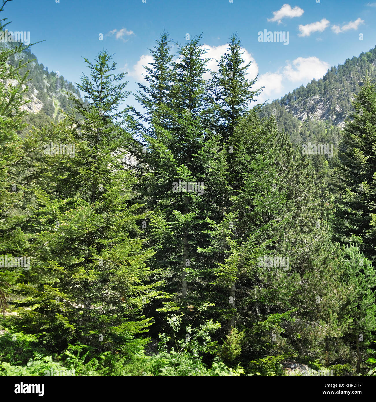 spruce forest on the hillside Stock Photo - Alamy
