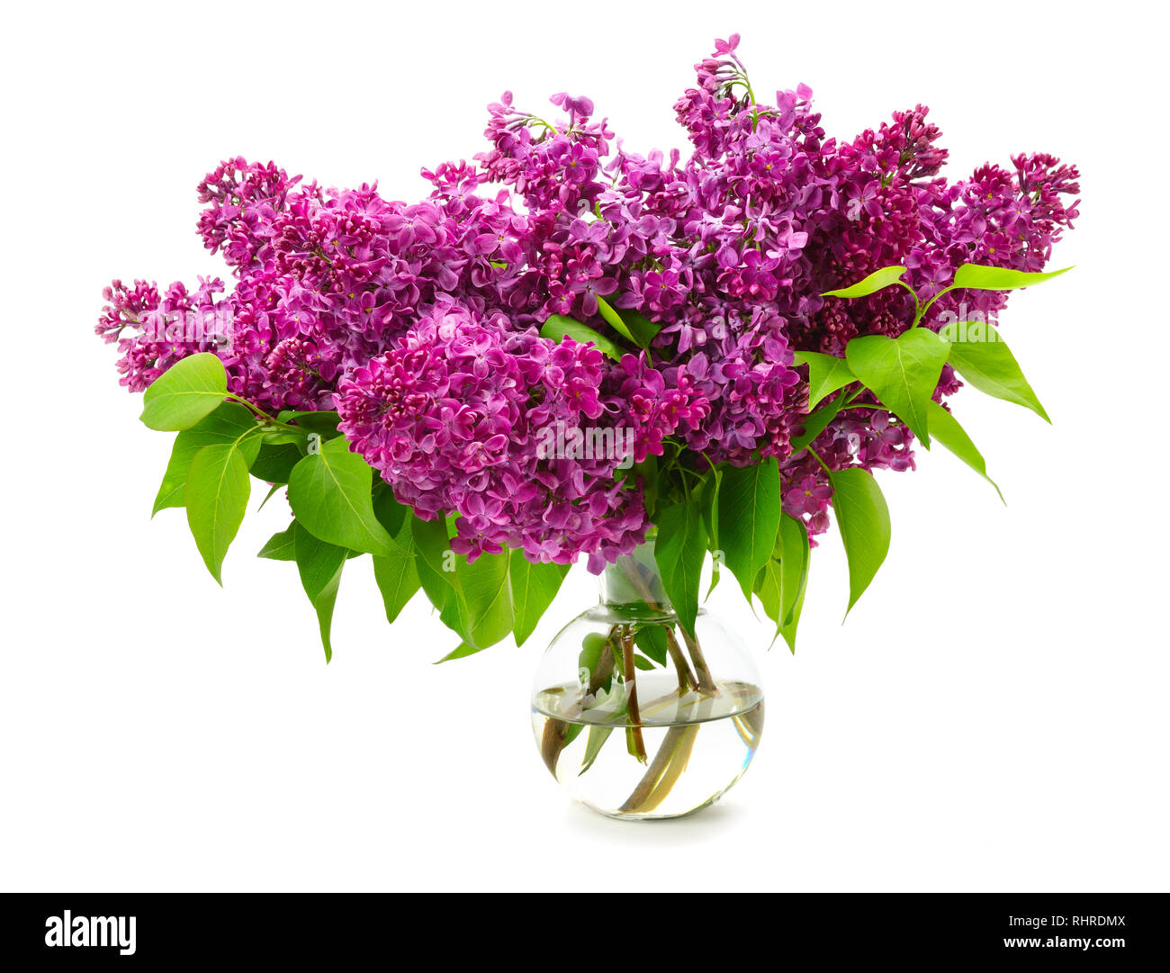 bouquet of lilac in a glass vase isolated on white background Stock ...