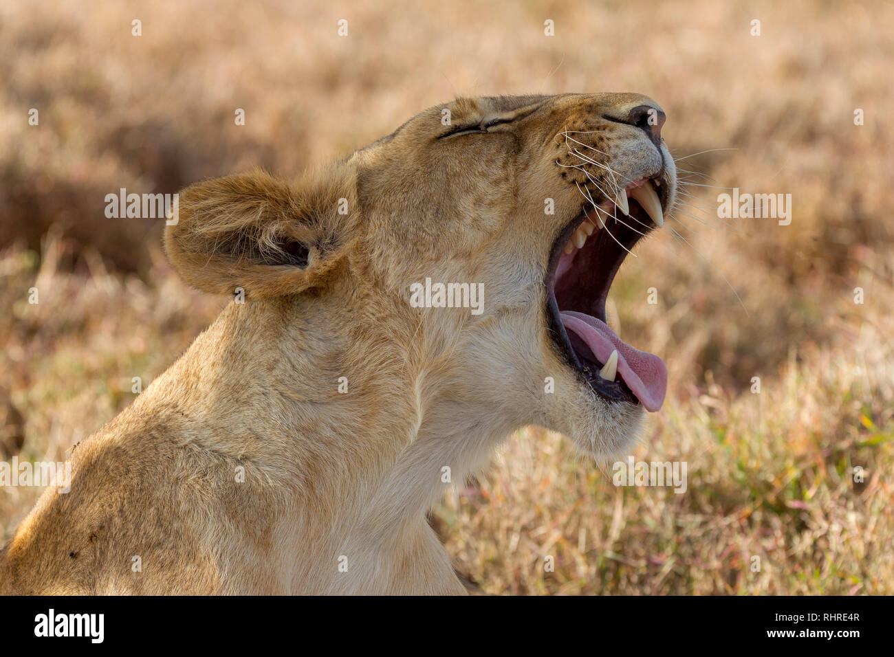 A single female lion in the shade during the day, sitting up and ...
