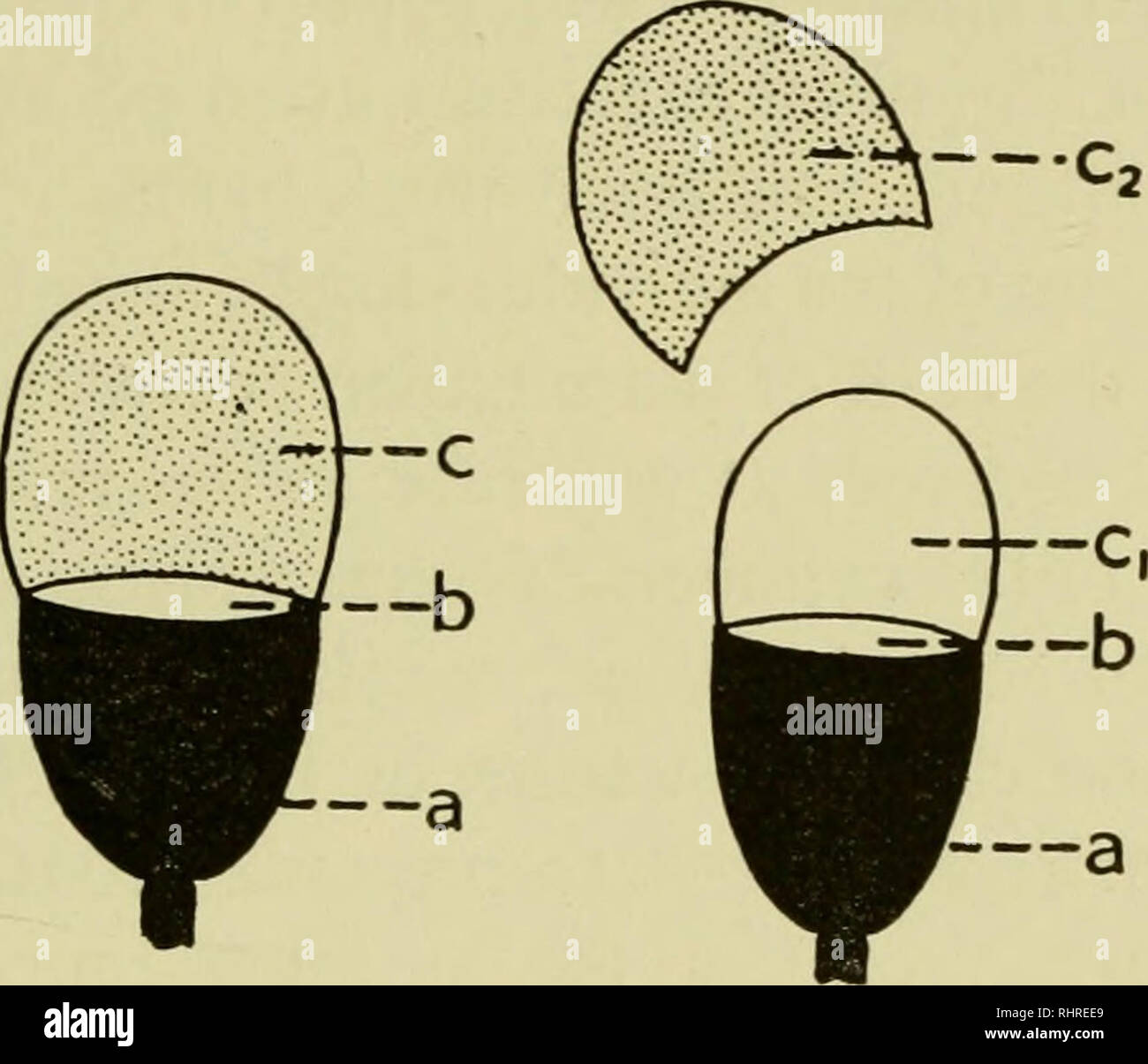 . The biochemistry of semen. Semen; Spermatozoa; Genitalia, Male; Semen ...