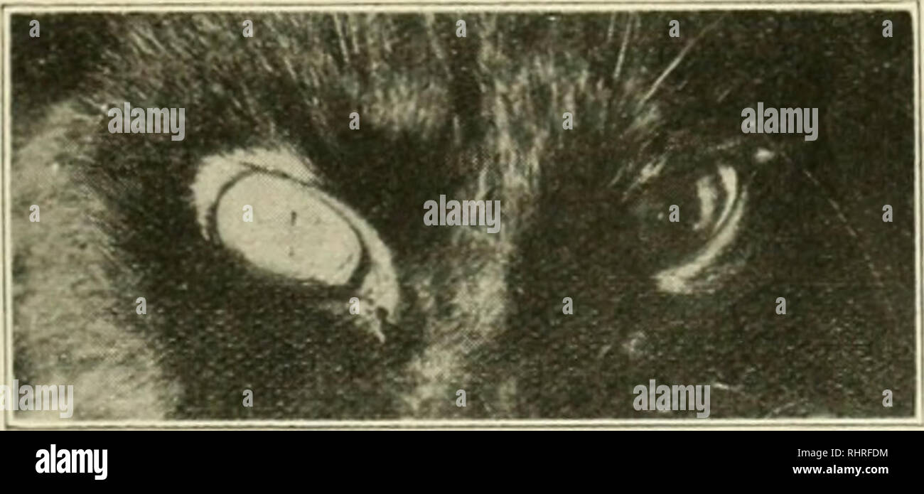 . The Biochemical journal, 1912. Biochemistry. Fks. IV.—Cat. Ether ...