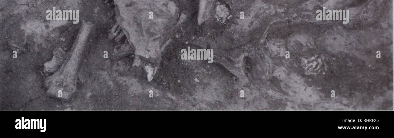 . Bioarchaeology of the late prehistoric Guale : South End Mound I, St ...