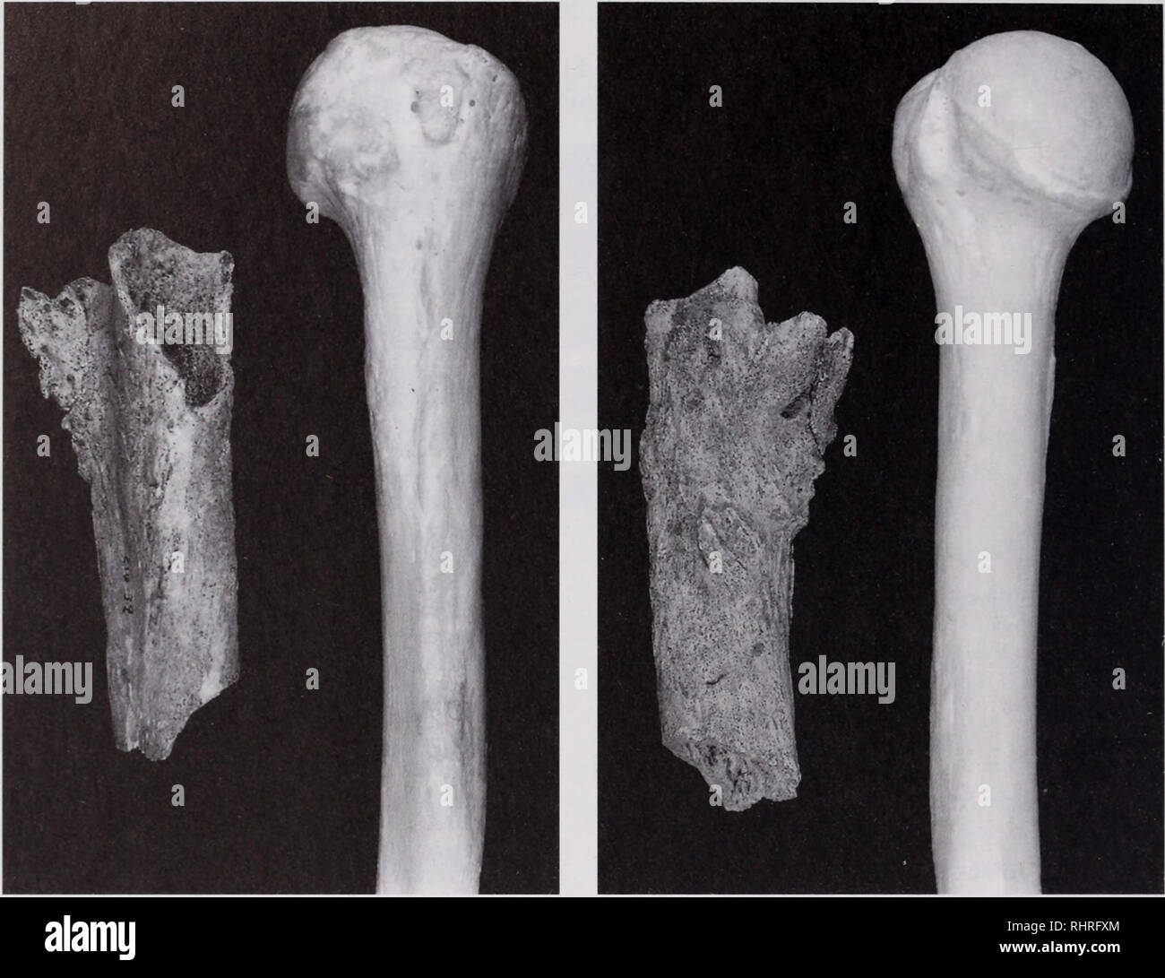 . Bioarchaeology of the late prehistoric Guale : South End Mound I, St ...