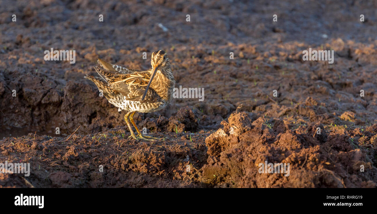 African snipe hi-res stock photography and images - Alamy