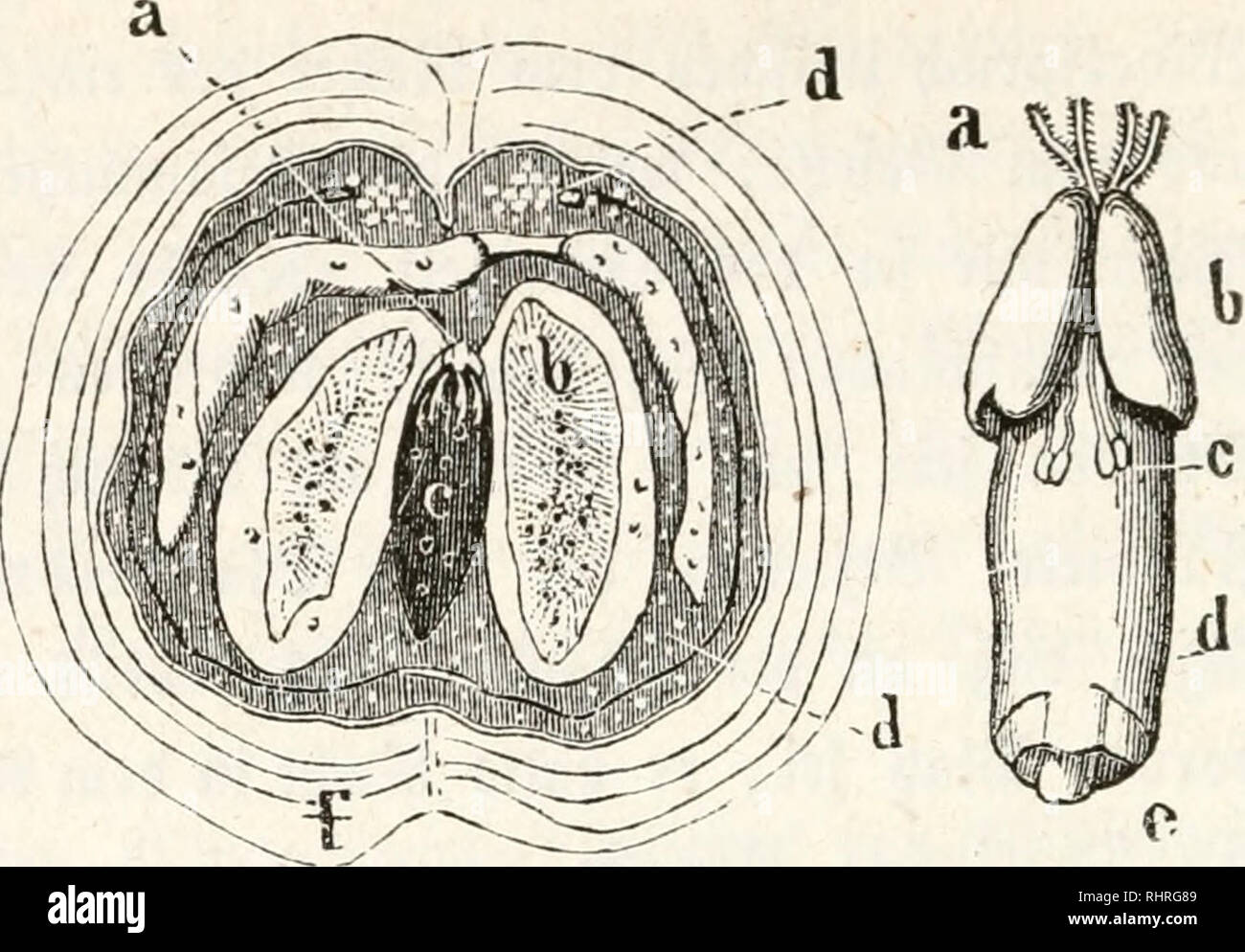 Apfel j hi-res stock photography and images - Alamy