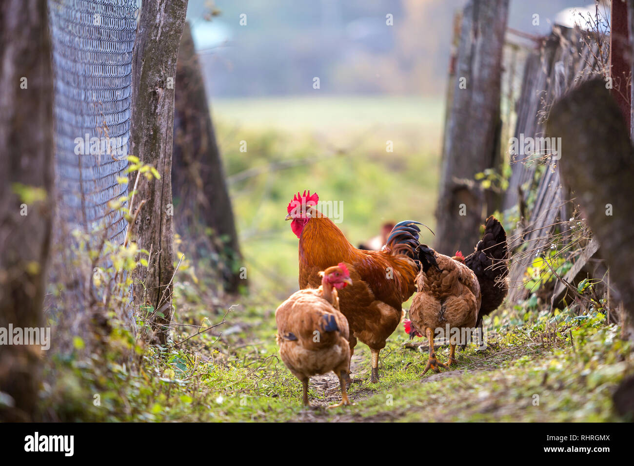 Flock of two red hens and rooster outdoors on bright sunny day on ...