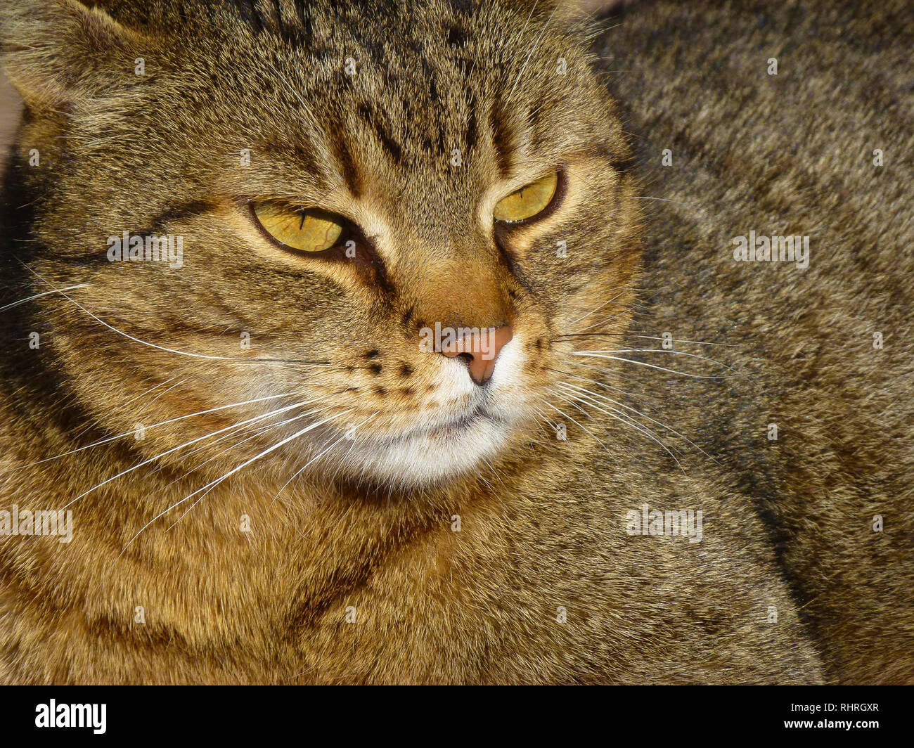 Cat with a serious look hi-res stock photography and images - Alamy