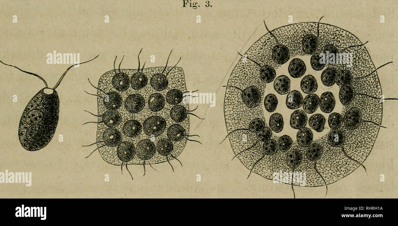 Svarma hi-res stock photography and images - Alamy