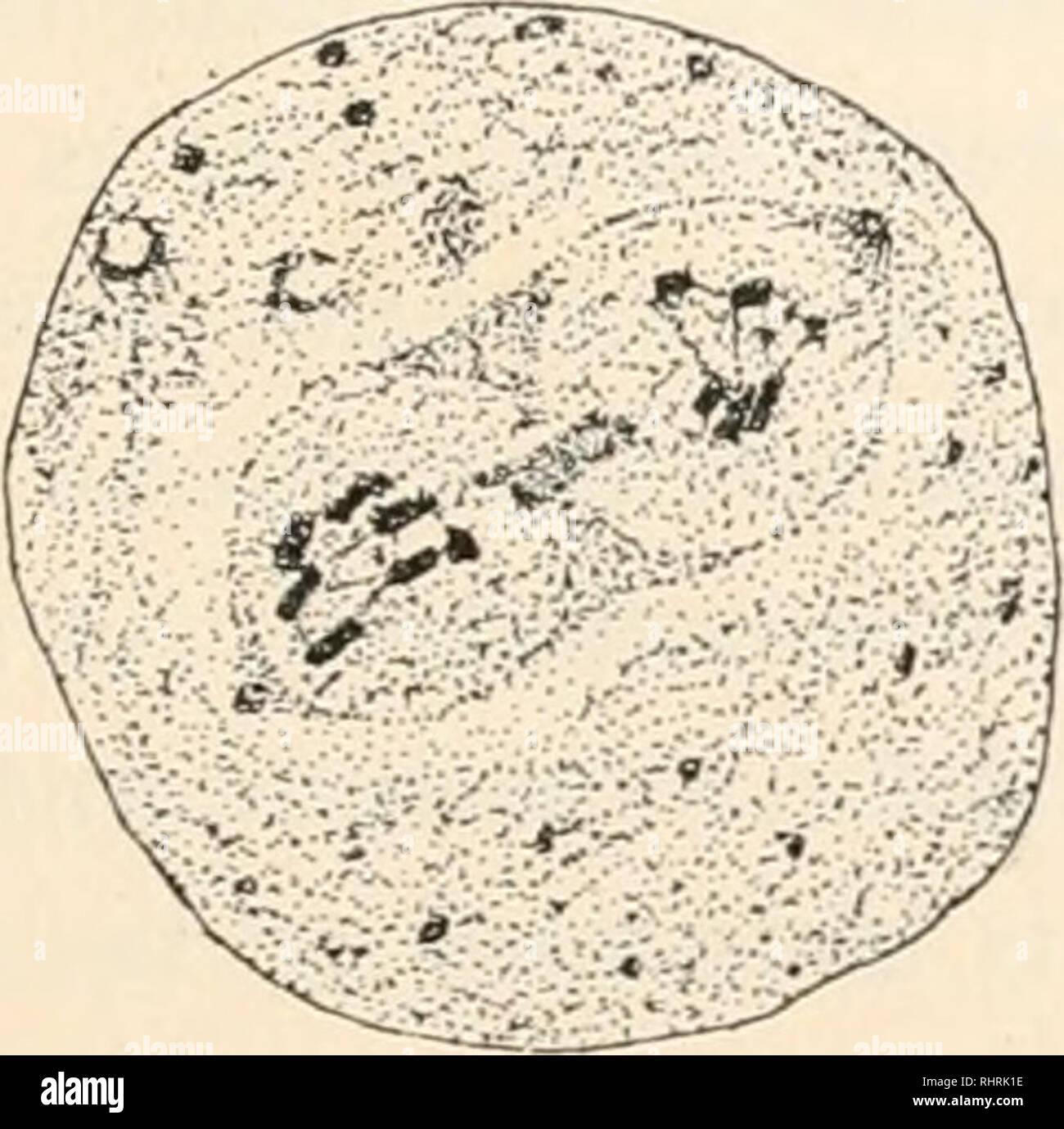 Amitosis hi-res stock photography and images - Alamy