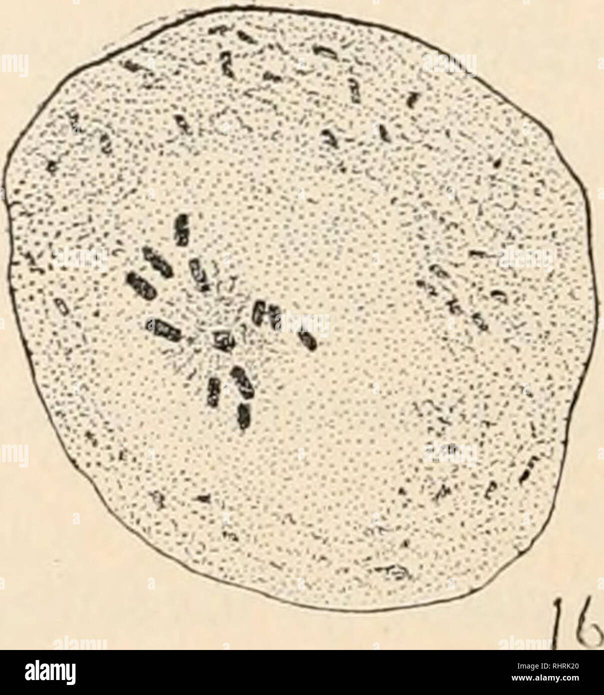 . The Biological bulletin. Biology; Zoology; Biology; Marine Biology ...